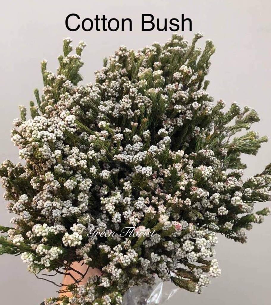 Cotton Bush – Green Florist
